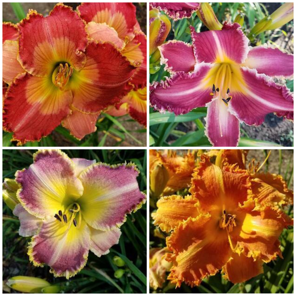 Keast Intros – Keast Daylily Gardens