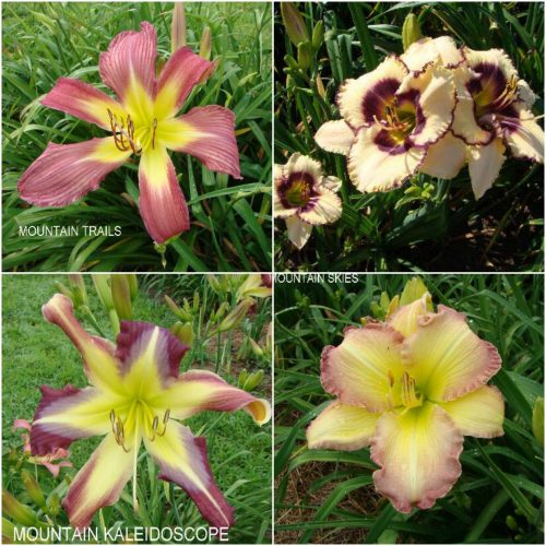 Keast Intros – Keast Daylily Gardens