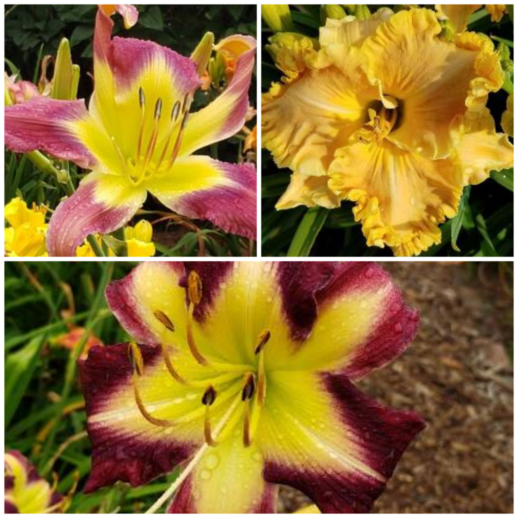 Keast Intros – Keast Daylily Gardens