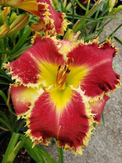 BRER RABBIT AND THE BRIAR PATCH – Keast Daylily Gardens