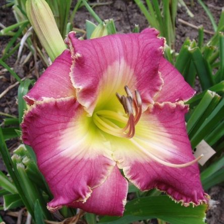 David & Val Jean Hansen’s Intros – Keast Daylily Gardens